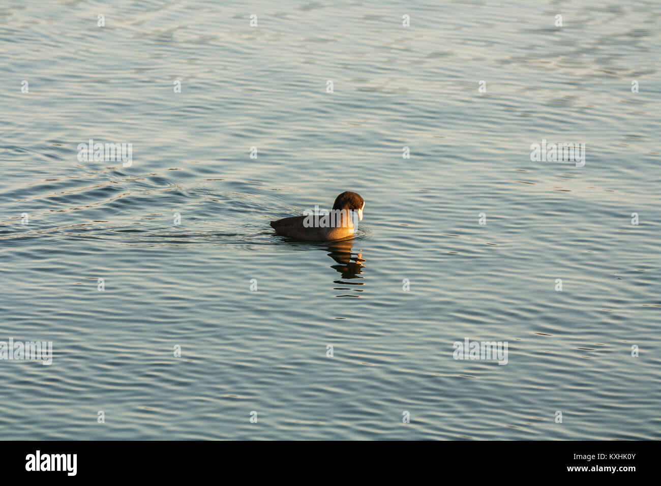 The fauna of Lake Maggiore , Italy Stock Photo - Alamy