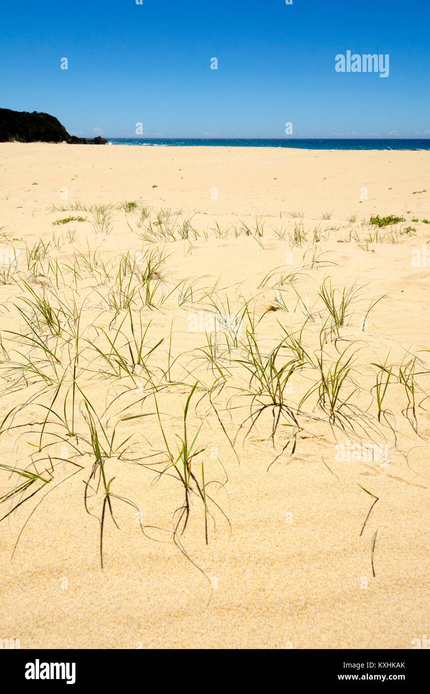 Sandy grass texture hi-res stock photography and images - Alamy