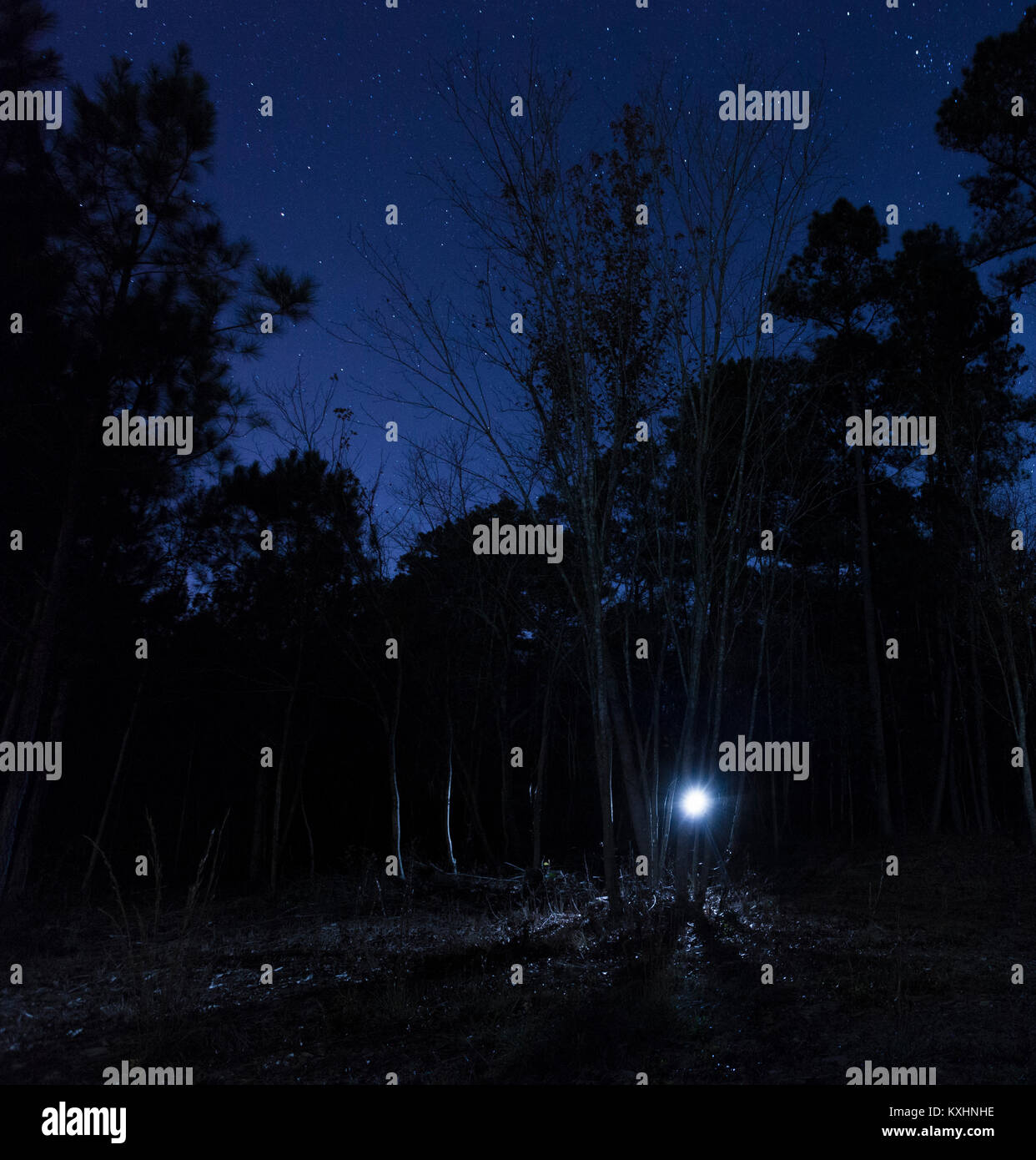 Single flashlight in the forest with stars in the sky above Stock Photo ...