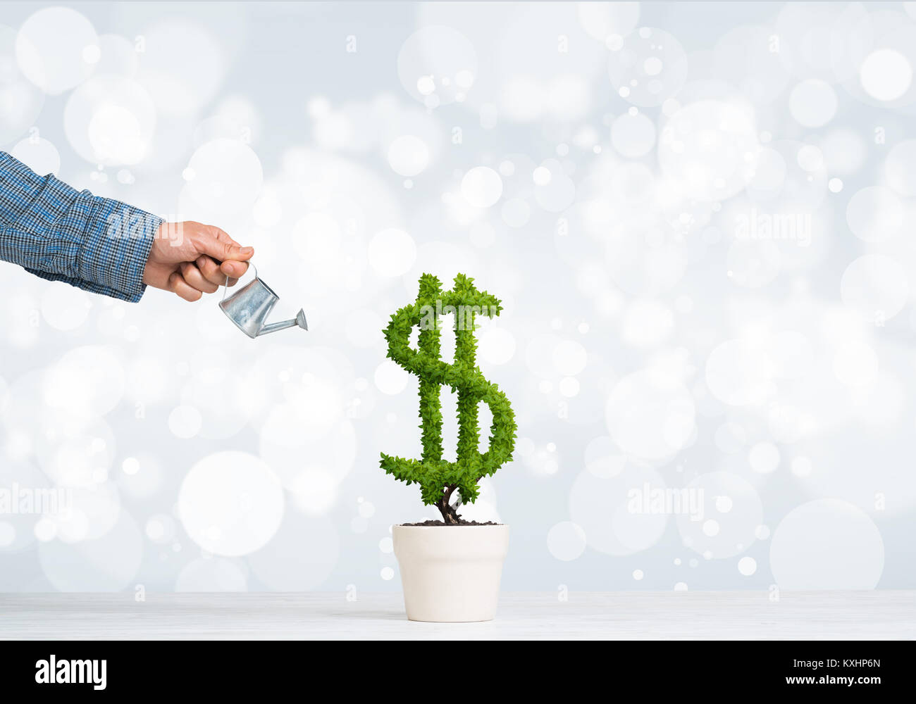 Hand of man watering green dollar tree growing in white pot Stock Photo ...
