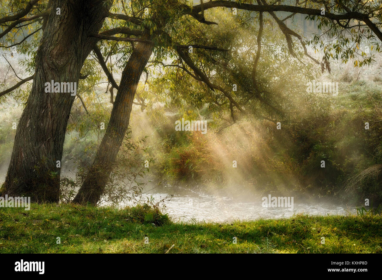 Sun rays. a picturesque foggy morning. spring dawn Stock Photo - Alamy