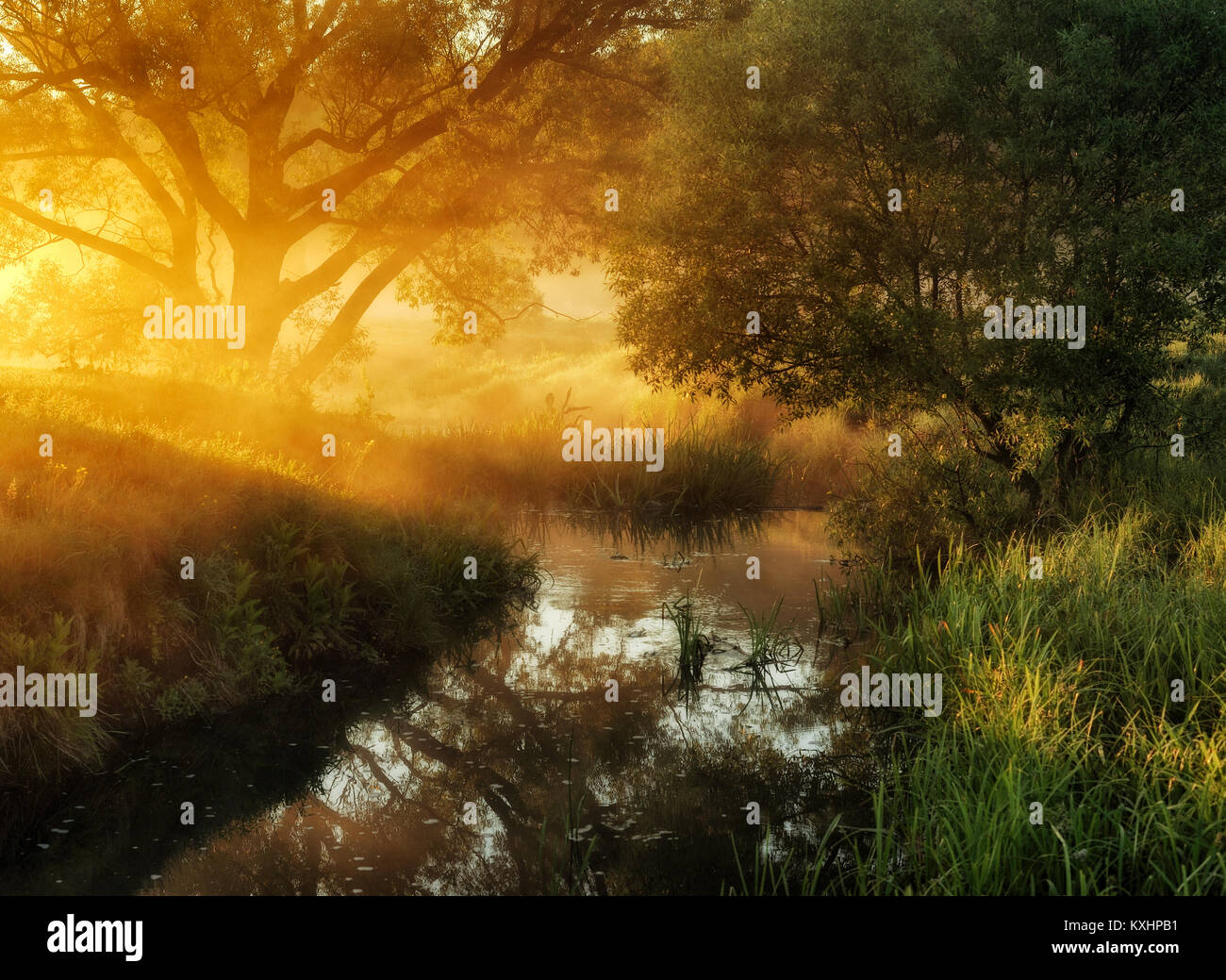 Sun rays. a picturesque foggy morning. spring dawn Stock Photo - Alamy