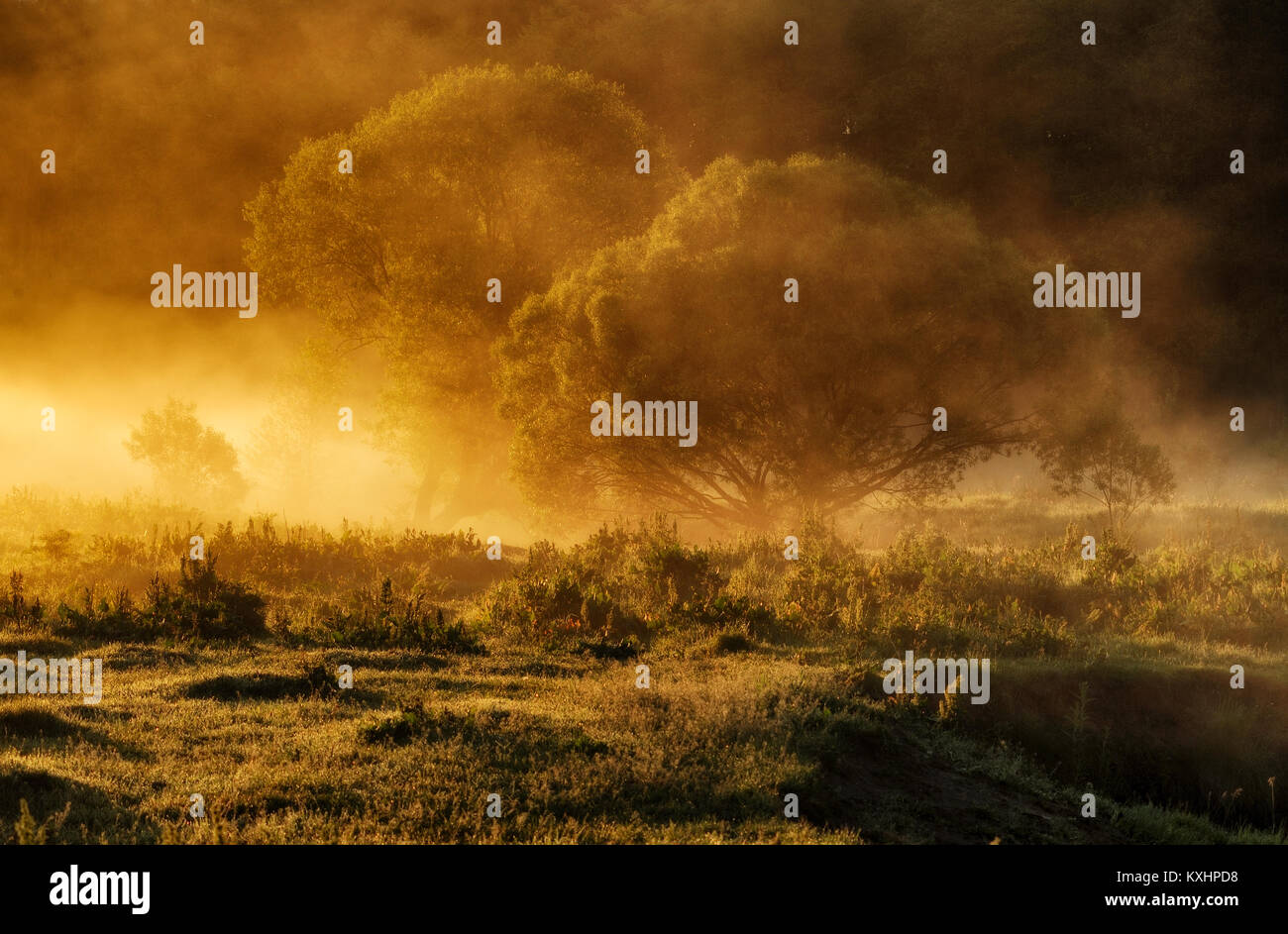 Sun rays. a picturesque foggy morning. spring dawn Stock Photo - Alamy