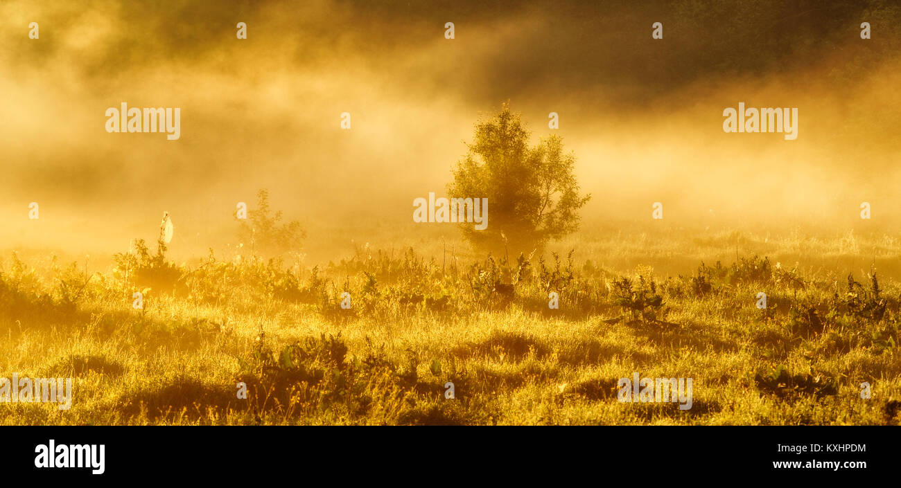 Sun rays. a picturesque foggy morning. spring dawn Stock Photo - Alamy