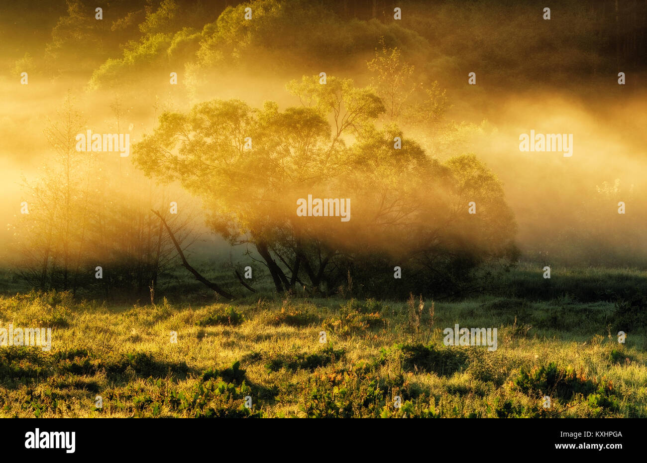 Sun rays. a picturesque foggy morning. spring dawn Stock Photo - Alamy