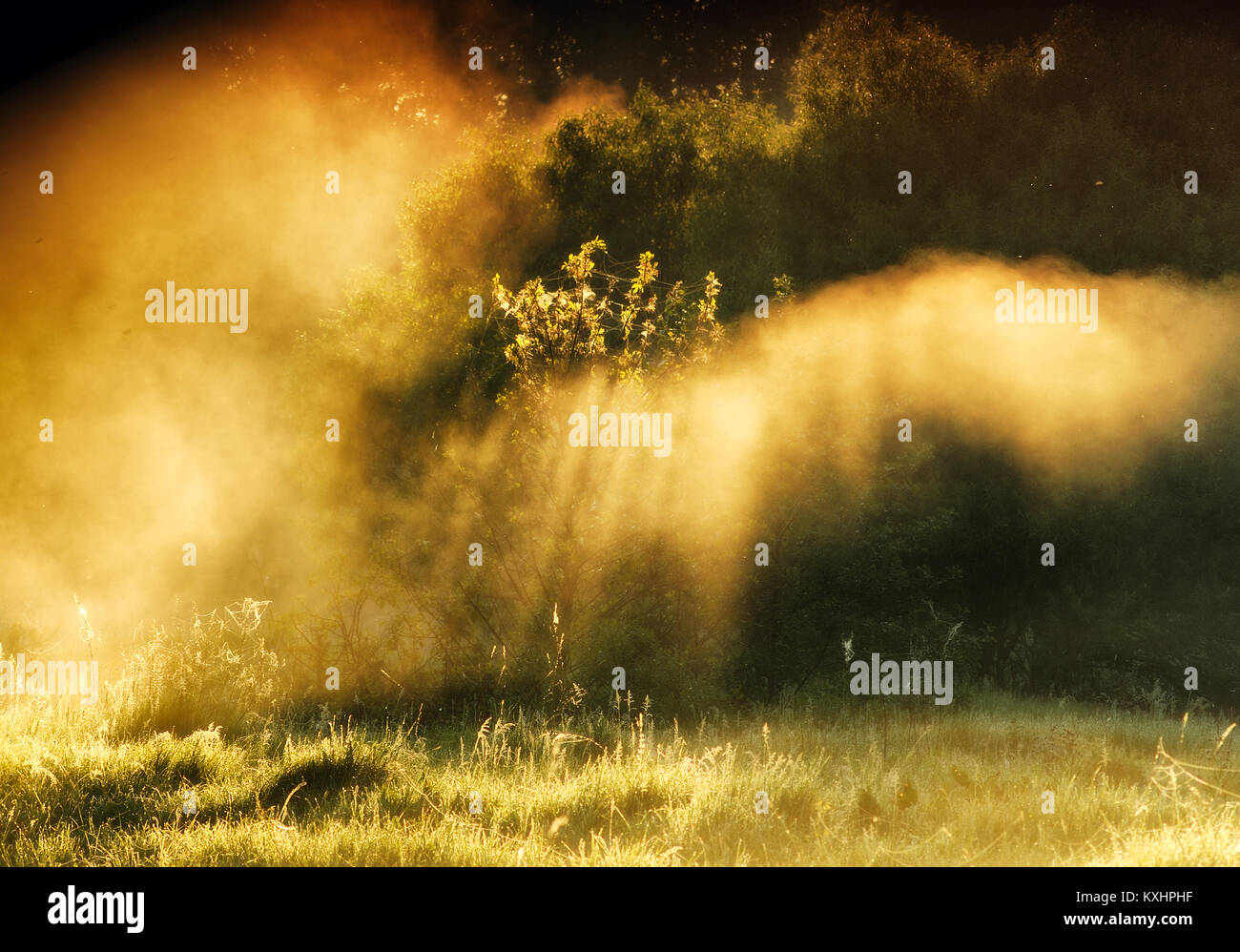 Sun rays. a picturesque foggy morning. spring dawn Stock Photo - Alamy