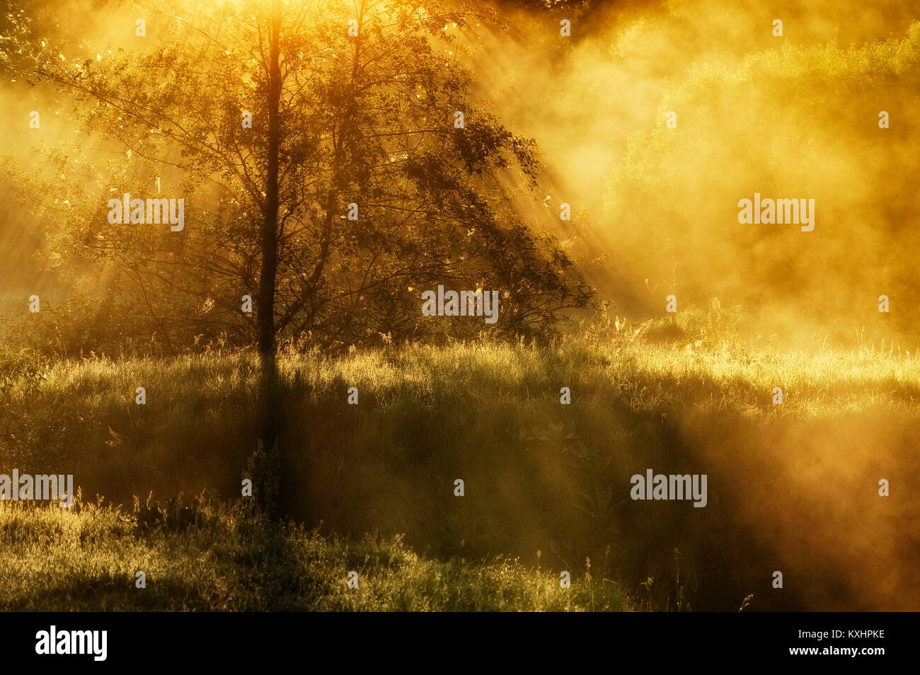 Sun rays. a picturesque foggy morning. spring dawn Stock Photo - Alamy