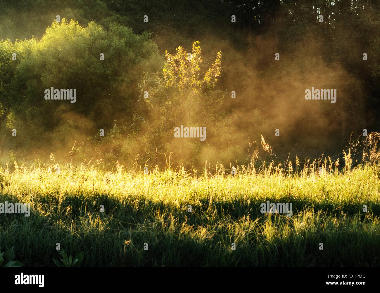 Sun rays. a picturesque foggy morning. spring dawn Stock Photo - Alamy