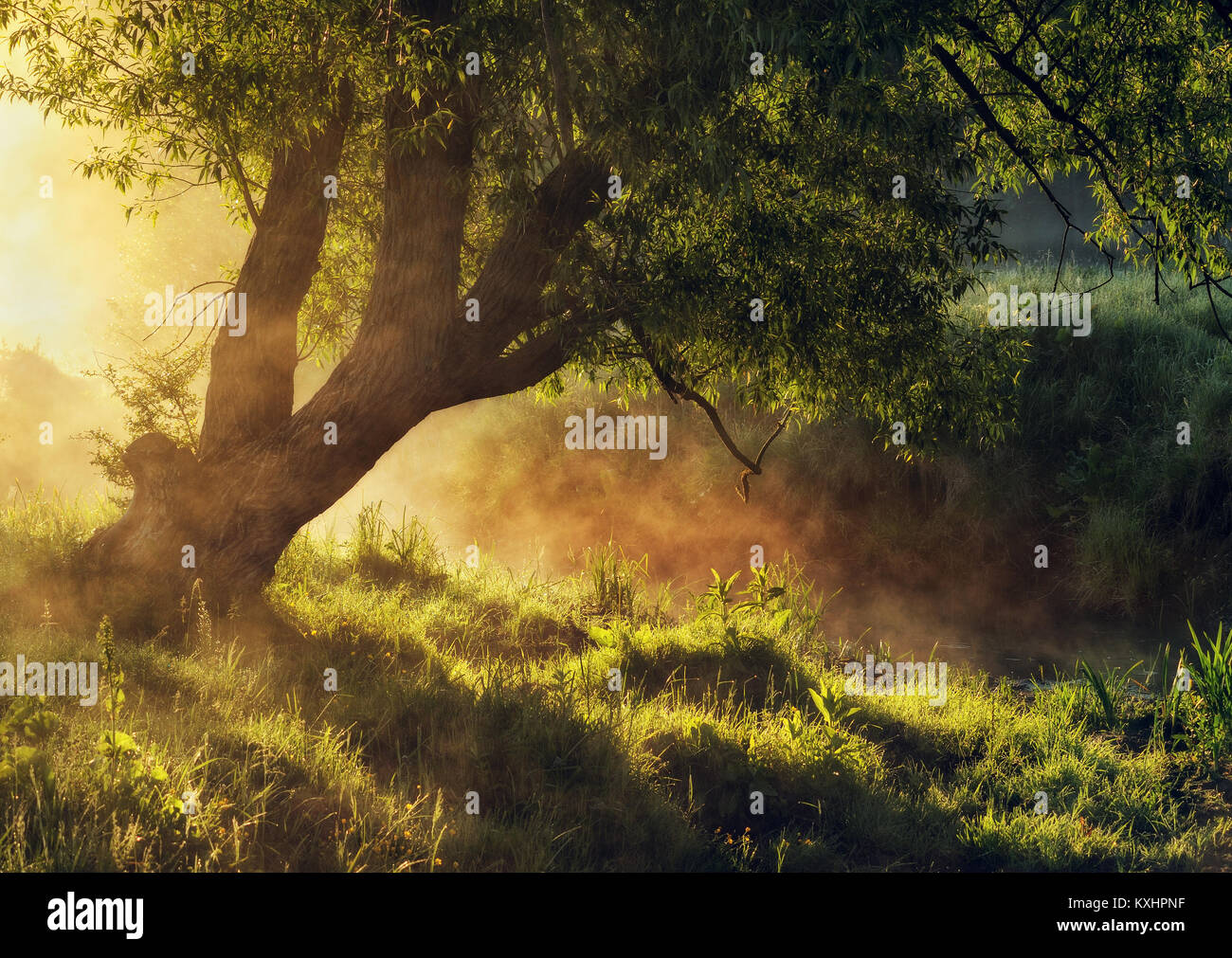 Sun rays. a picturesque foggy morning. spring dawn Stock Photo - Alamy