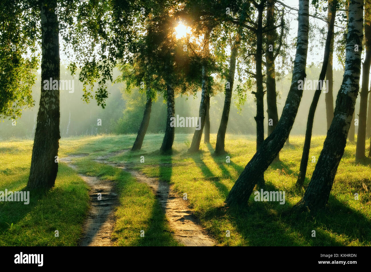 Sun rays. a picturesque foggy morning. spring dawn Stock Photo - Alamy
