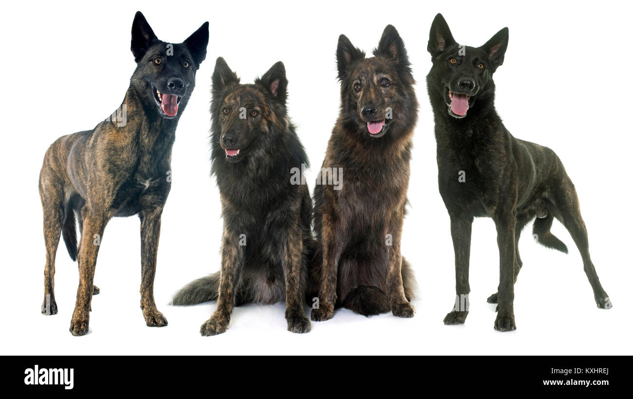 Dutch shepherds in front of white background Stock Photo - Alamy