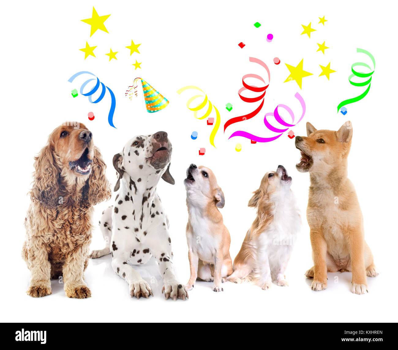 dogs howling in front of white background Stock Photo - Alamy