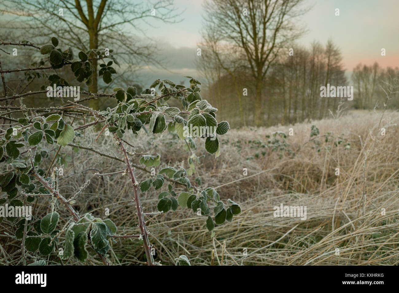 Frosty scene hi-res stock photography and images - Alamy