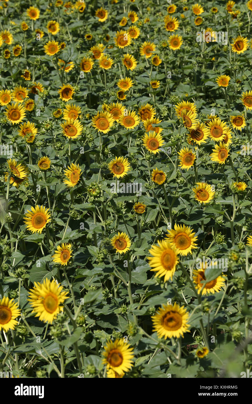 Field of yellow sunflowers in Europe Stock Photo - Alamy