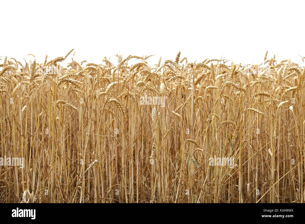 Cross section of a crop or field of wheat Stock Photo - Alamy