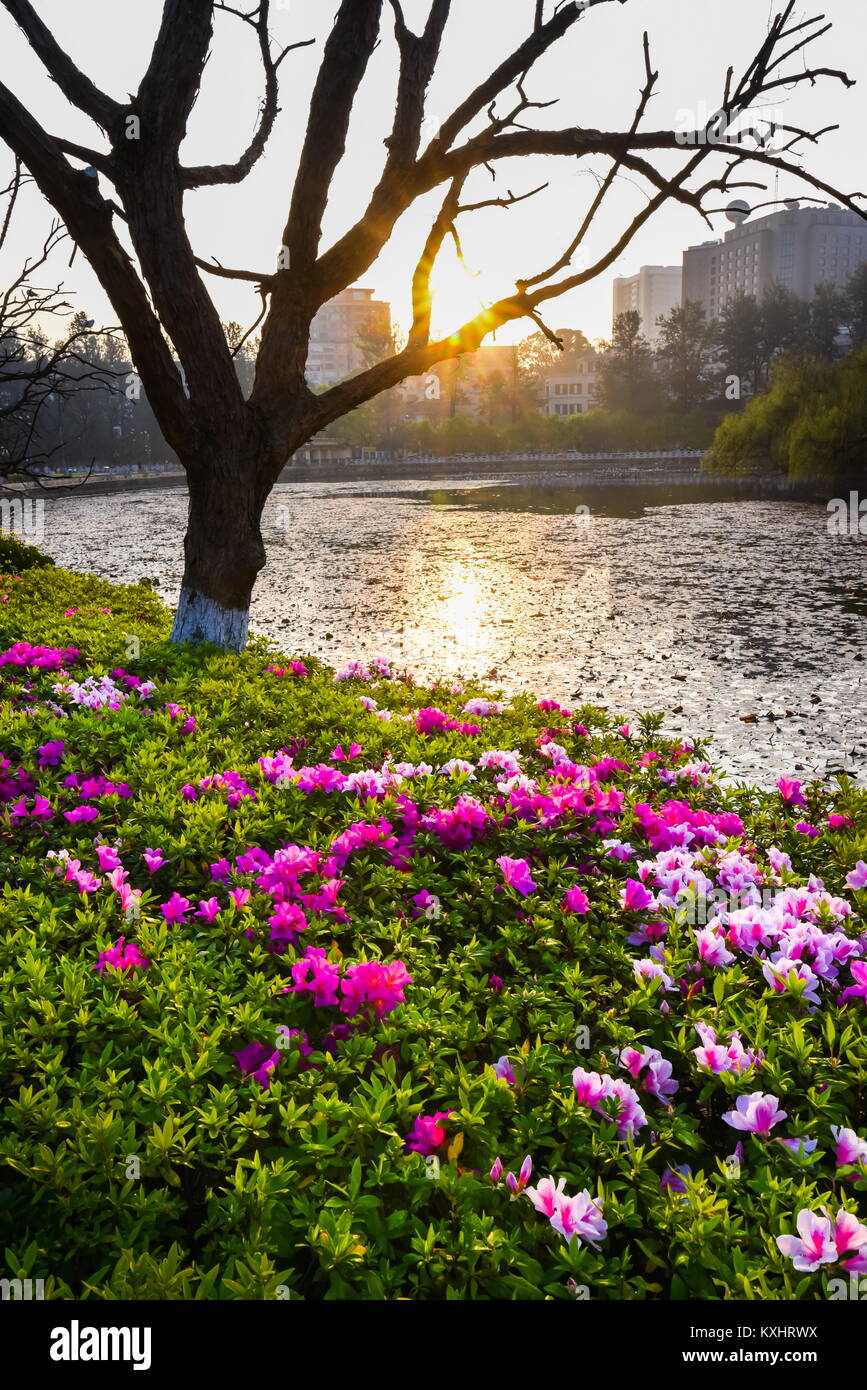 Beautiful spring landscape famous flower garden with blooming flowers ...