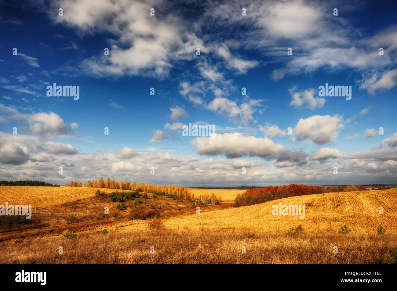 autumn field. trees against the backdrop of the picturesque sky Stock ...