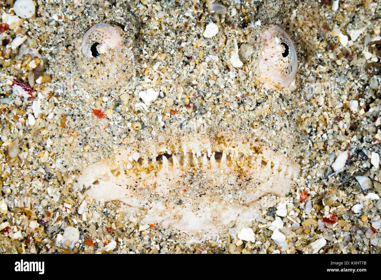 Stargazer fish hi-res stock photography and images - Alamy