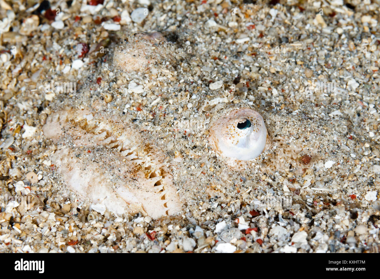 Stargazer marine hi-res stock photography and images - Alamy