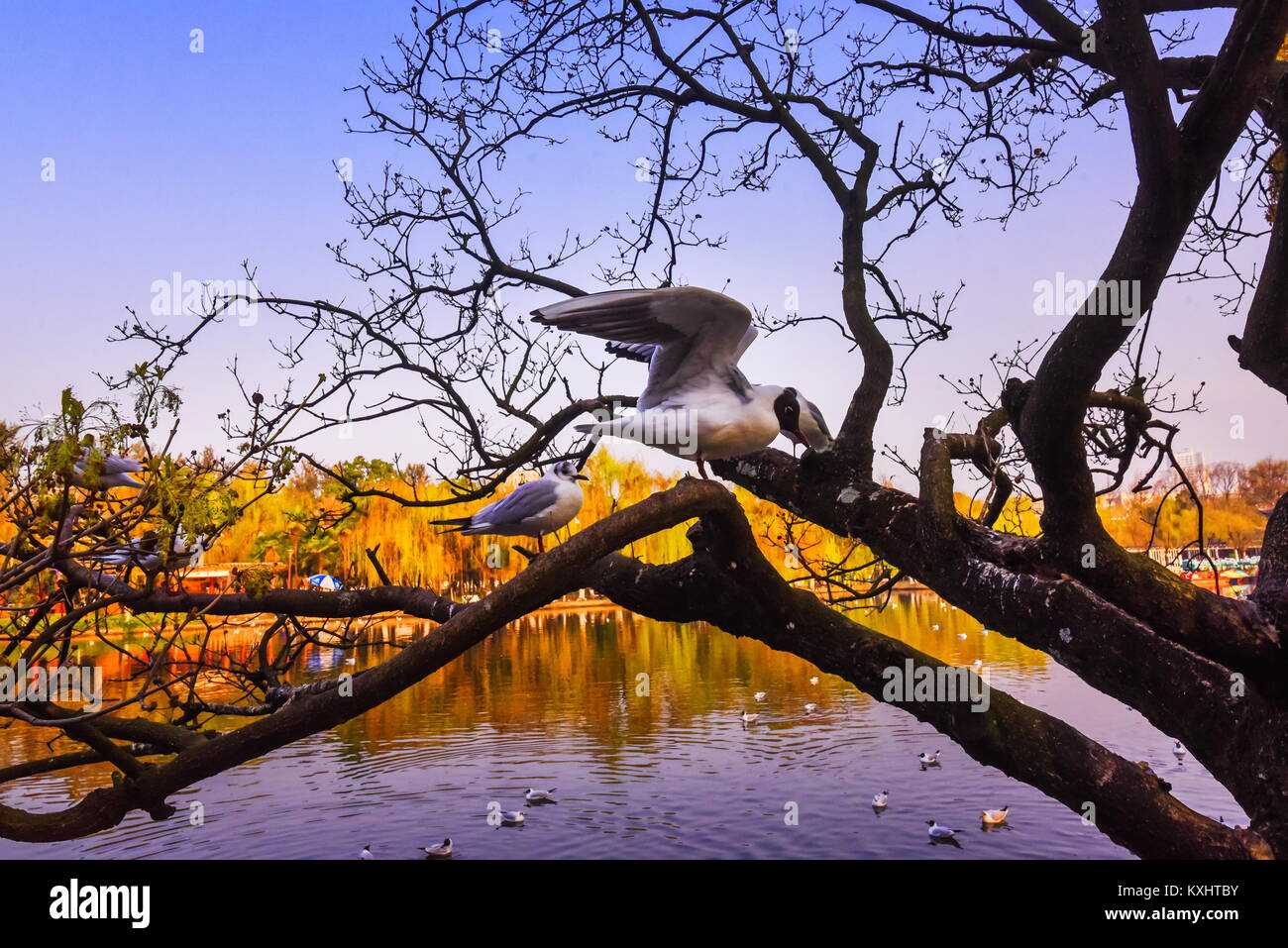 Seagull on a tree branch Stock Photo - Alamy
