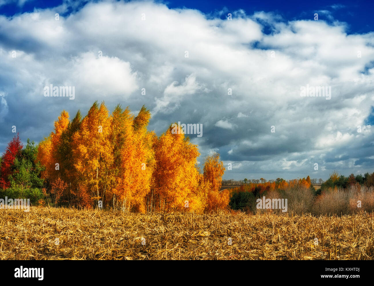 autumn field. trees against the backdrop of the picturesque sky Stock ...