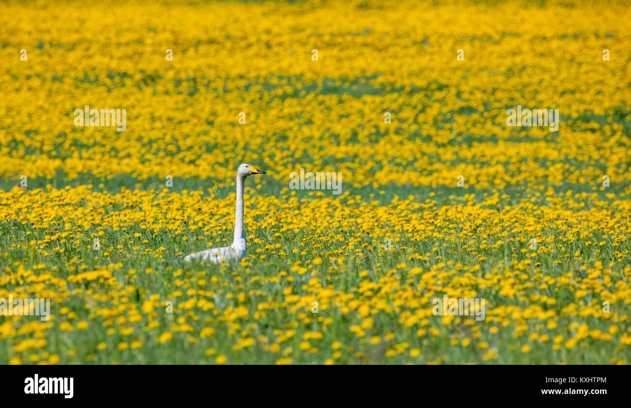 Regal swan hi-res stock photography and images - Alamy