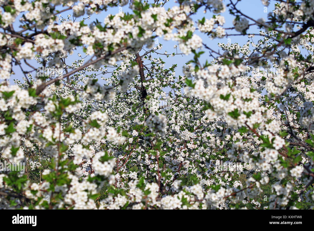 Spring season nature hi-res stock photography and images - Alamy