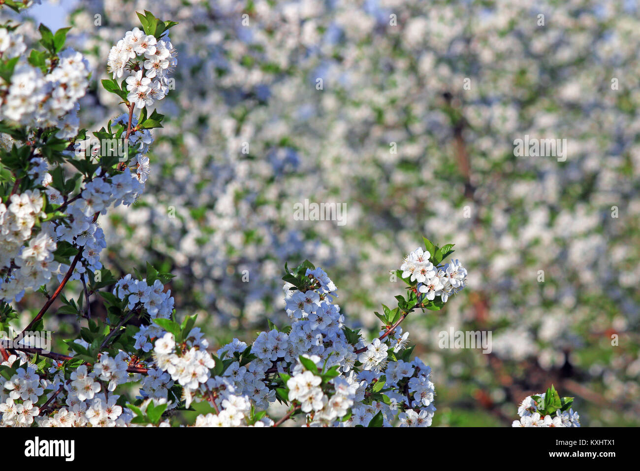 orchard tree branch with flowers spring season Stock Photo - Alamy