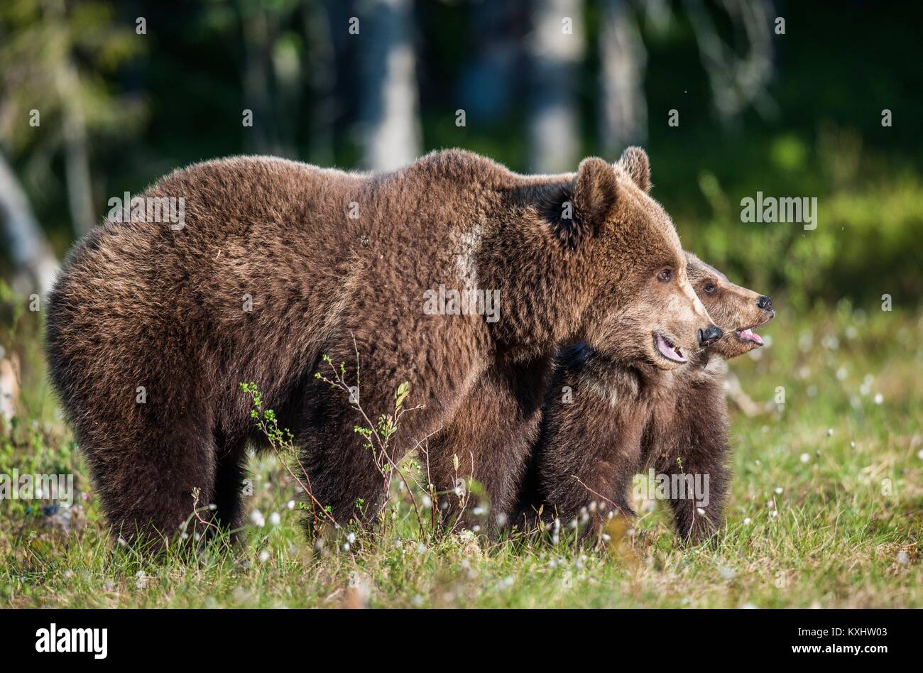 She-Bear and Cub of Brown bear (Ursus Arctos Arctos) in the summer ...