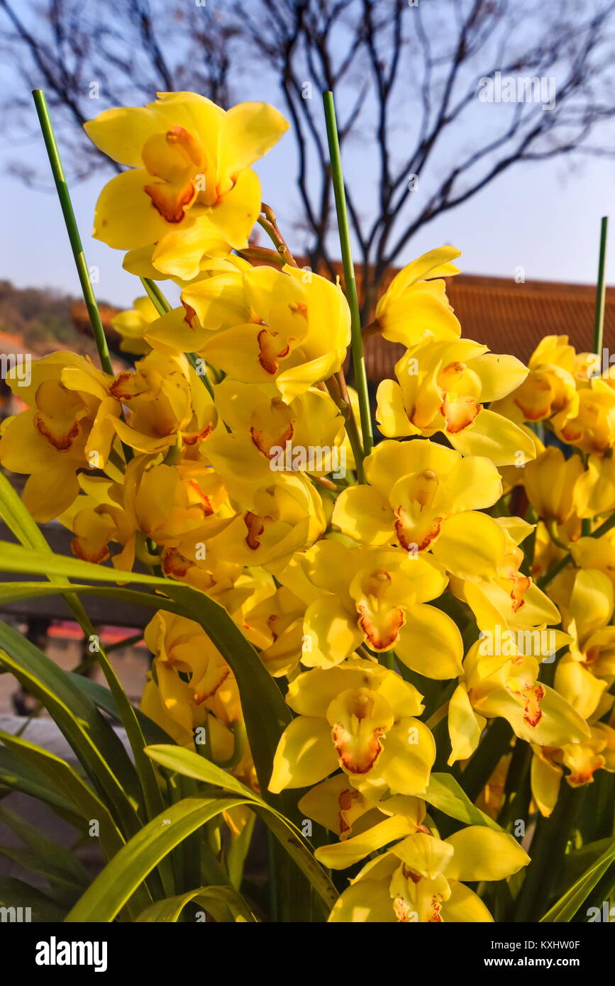 The Cymbidium insigne orchid in the garden Stock Photo - Alamy