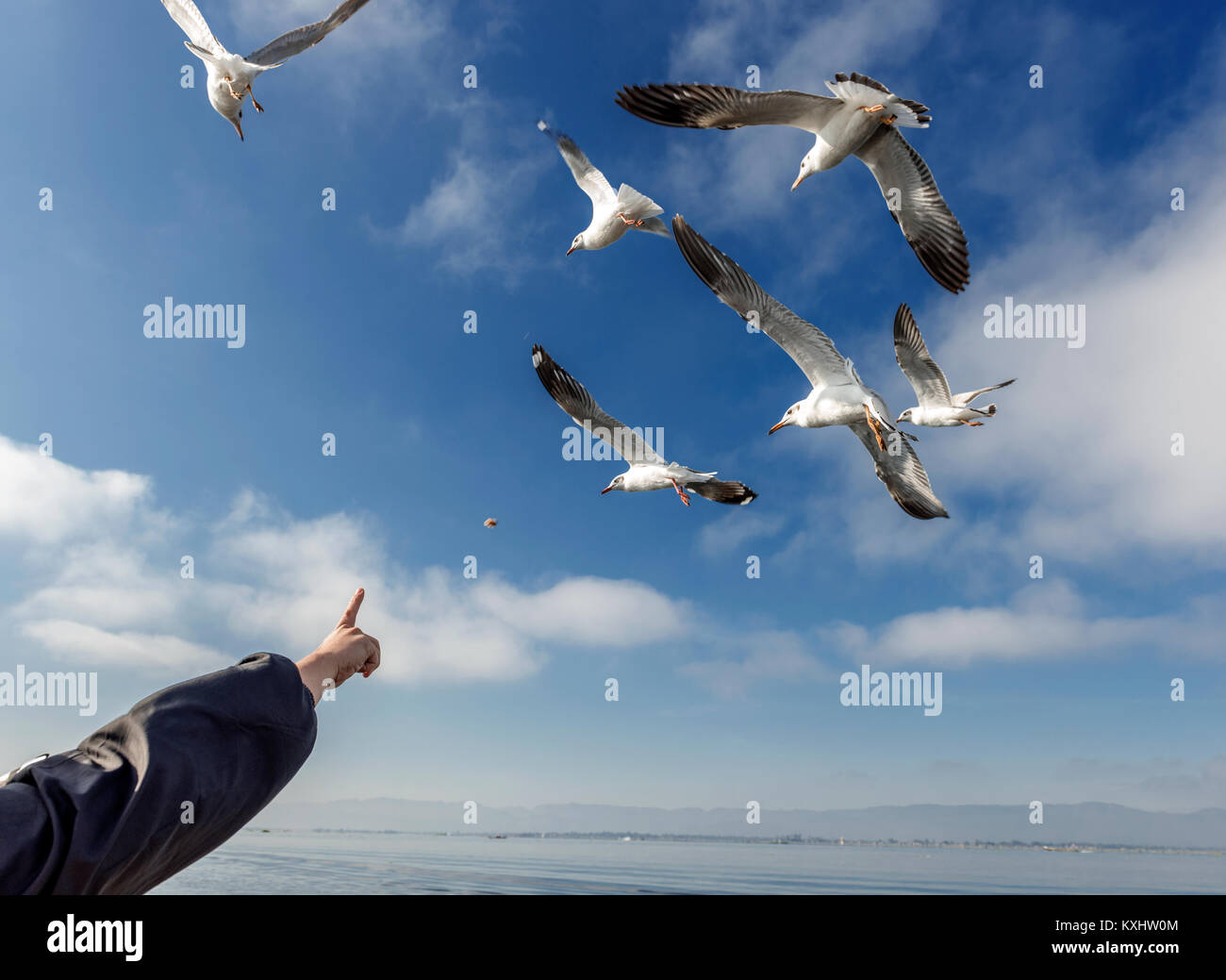 Sea gull flying and trying to catch food over Inle lake, Myanmar Stock ...