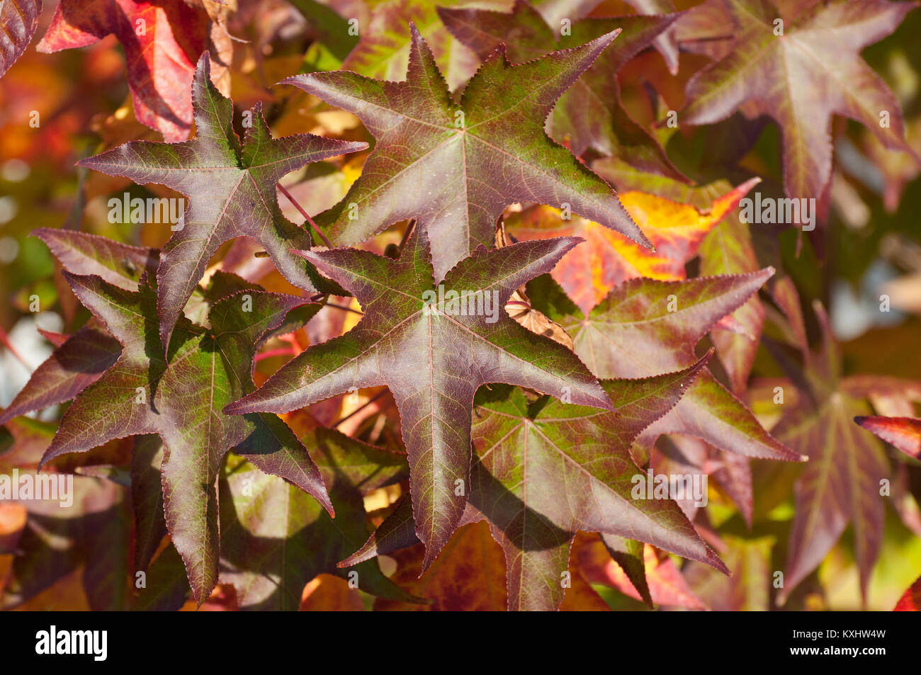 Liquidamber tree hi-res stock photography and images - Alamy
