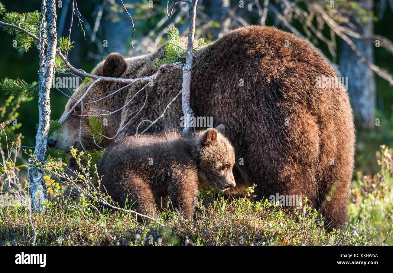 She-Bear and Cub of Brown bear (Ursus Arctos Arctos) in the summer ...