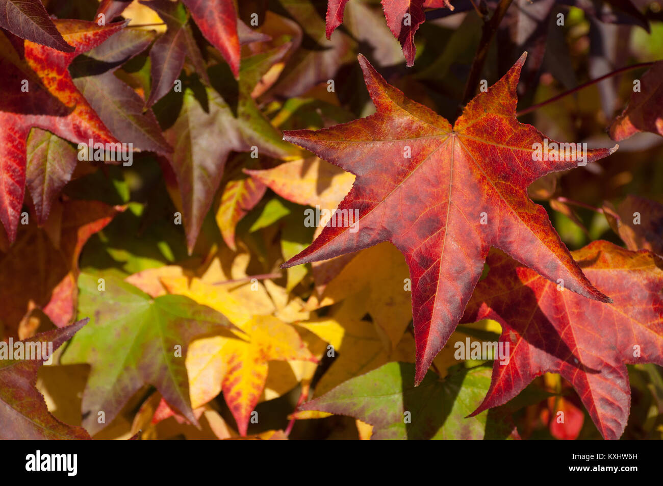 liquidamber tree with Red leaf Stock Photo - Alamy