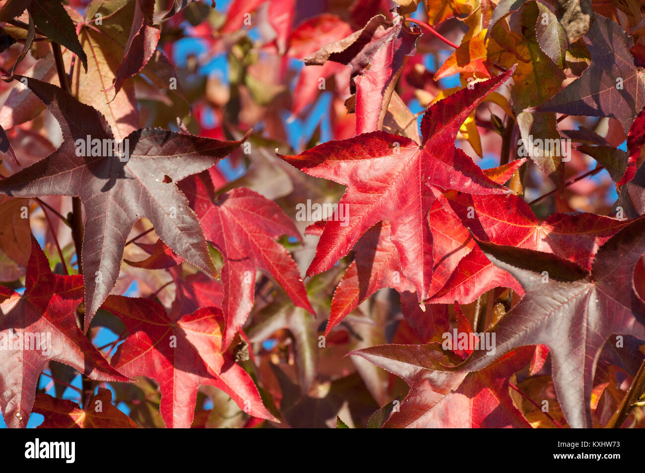 Liquidamber tree hi-res stock photography and images - Alamy