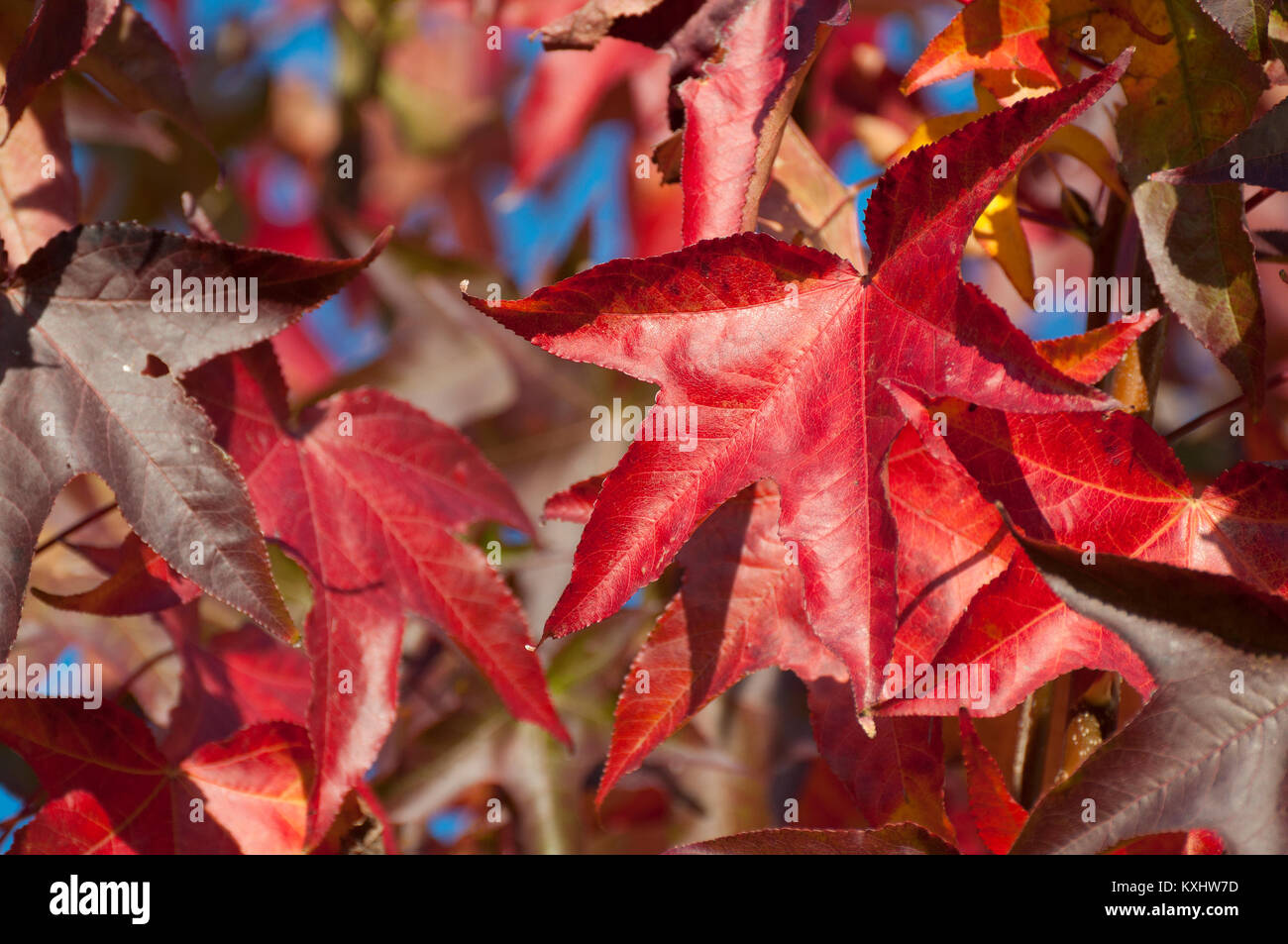 Liquidamber tree hi-res stock photography and images - Alamy
