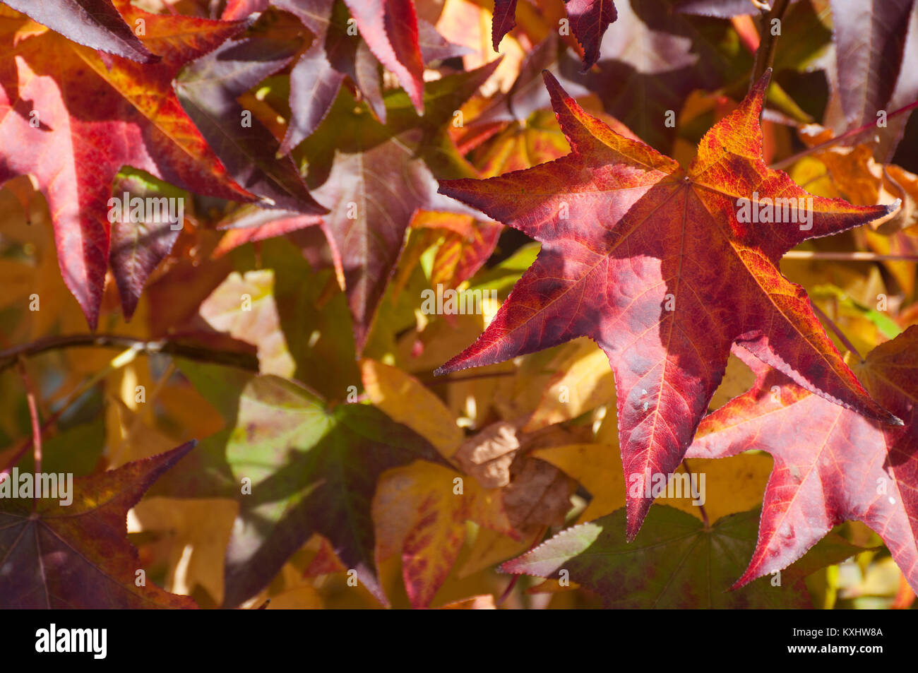 Liquidamber tree hi-res stock photography and images - Alamy
