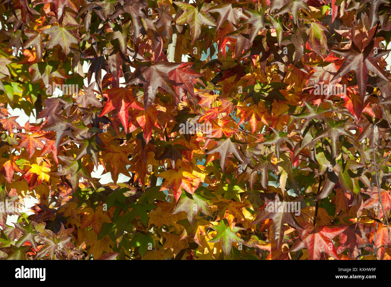 Liquidamber tree hi-res stock photography and images - Alamy