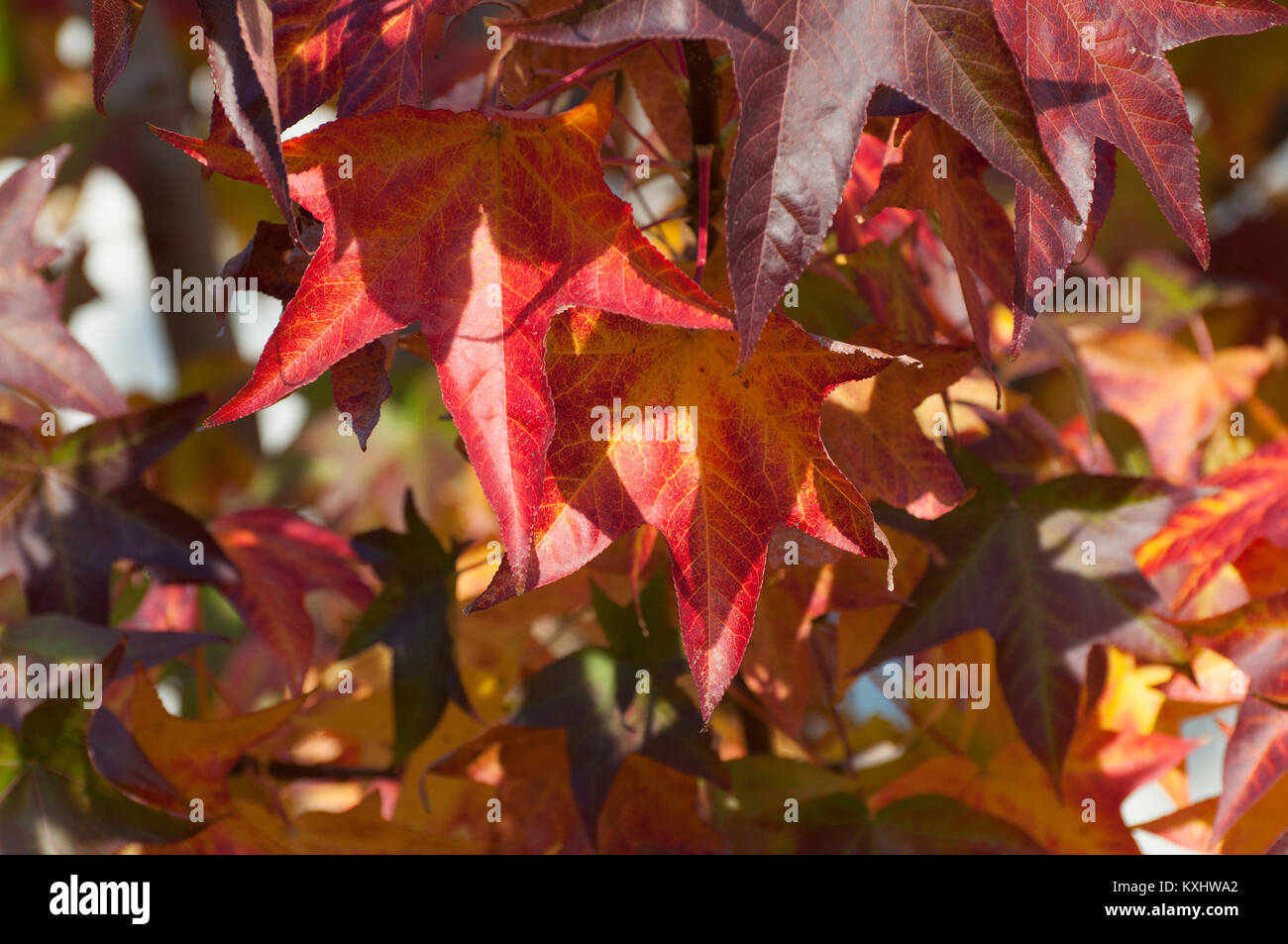 liquidamber tree with Red leaf Stock Photo - Alamy