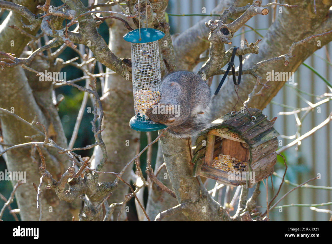 A squirrel stealing food from a bird feeder Stock Photo - Alamy