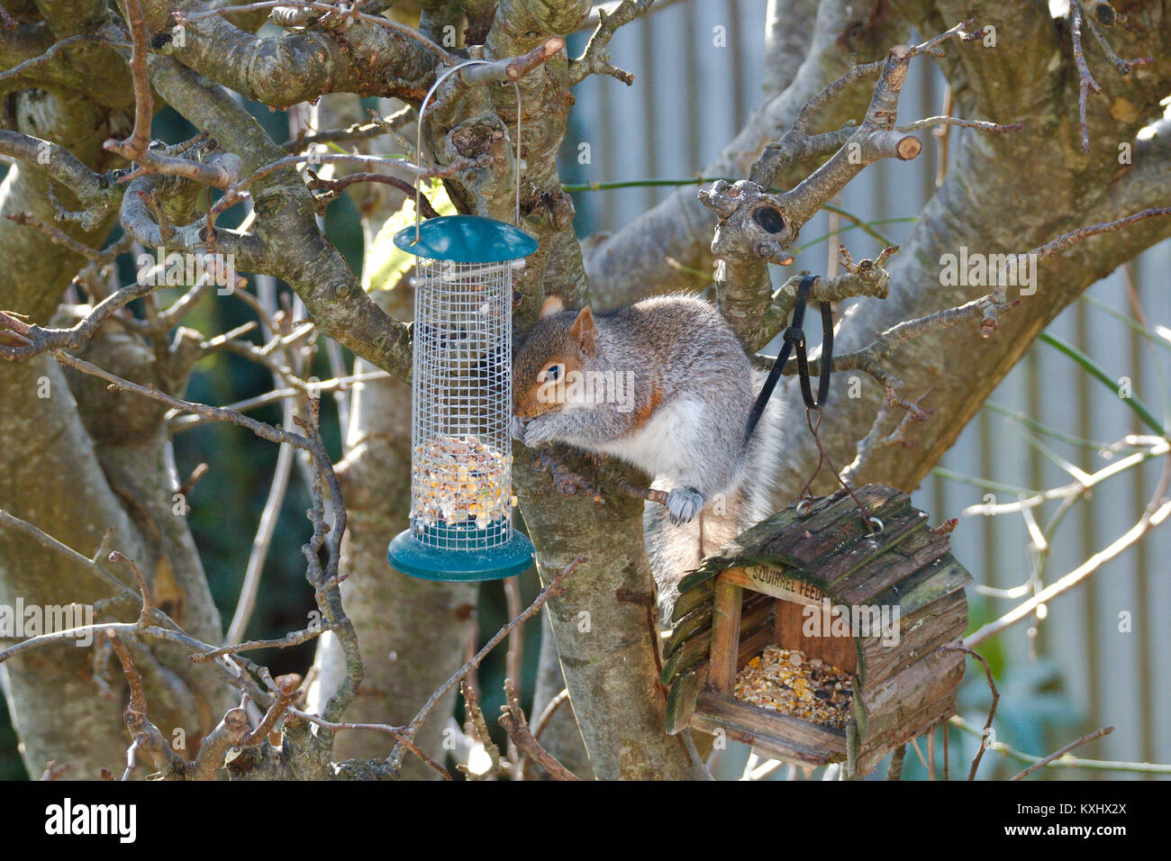 A squirrel stealing food from a bird feeder Stock Photo - Alamy