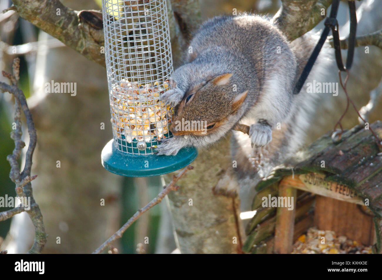 A squirrel stealing food from a bird feeder Stock Photo - Alamy