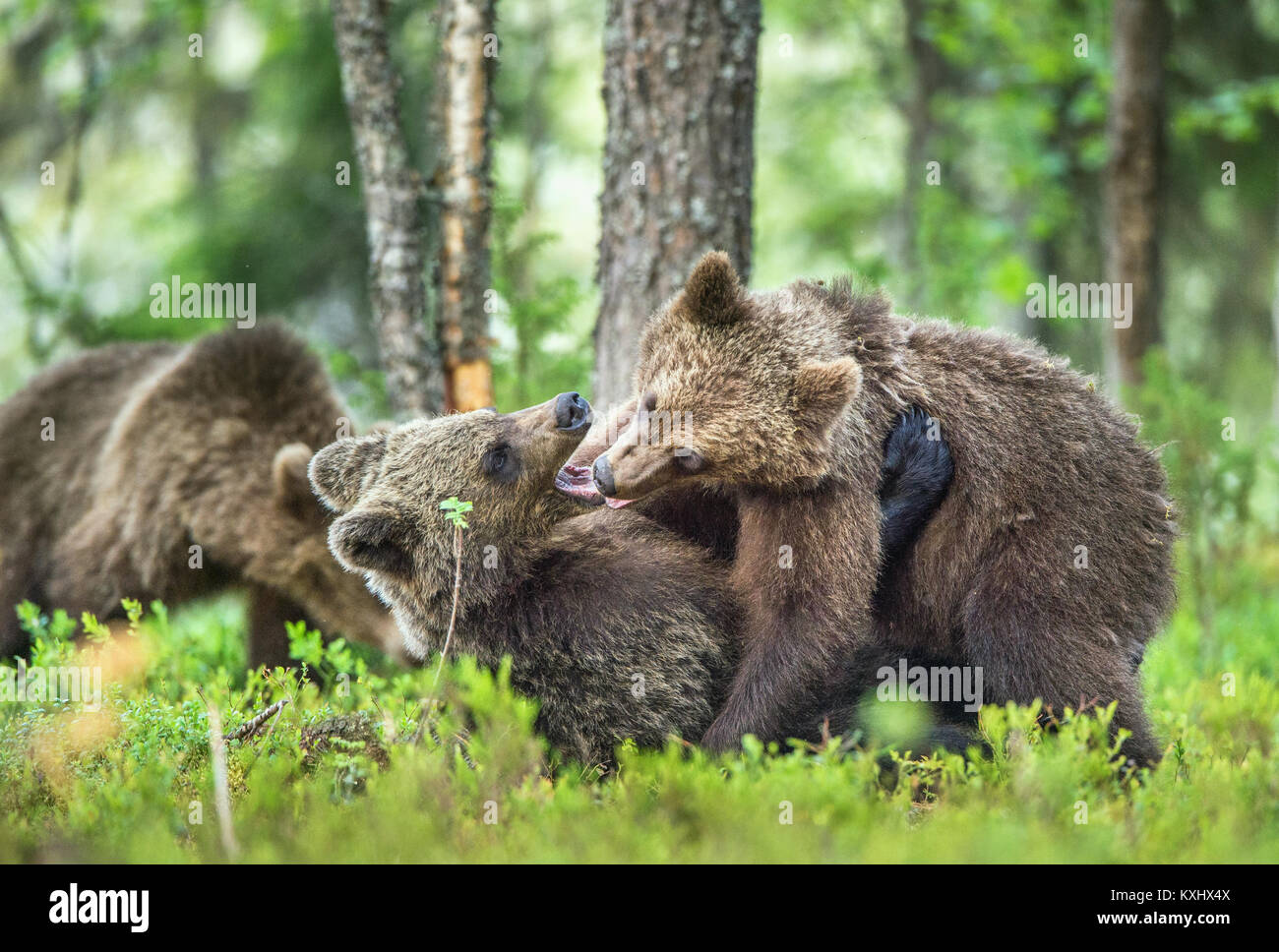 Russian bears fighting hi-res stock photography and images - Alamy
