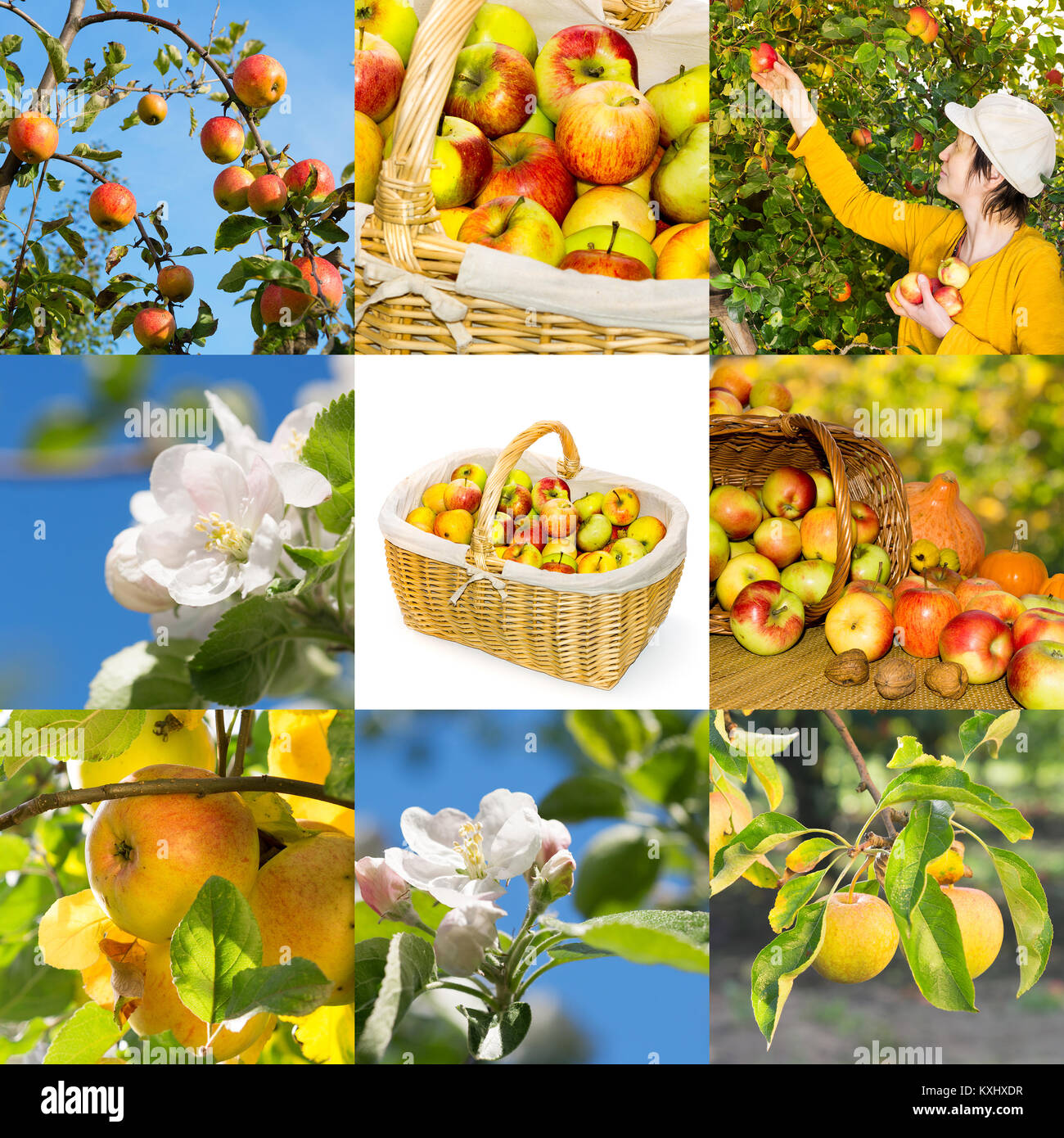 Collage with apple trees, blossoms and ripe fruits Stock Photo - Alamy