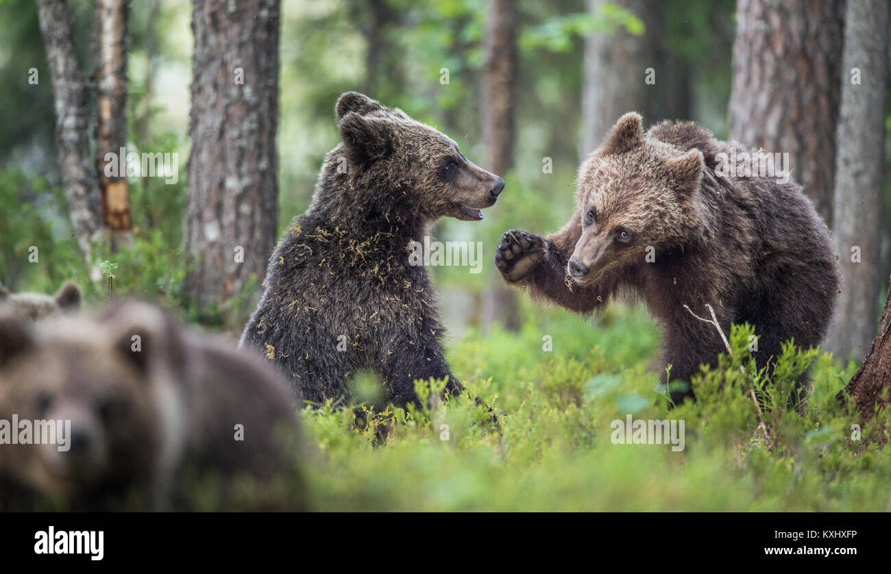 Angry bears hi-res stock photography and images - Alamy