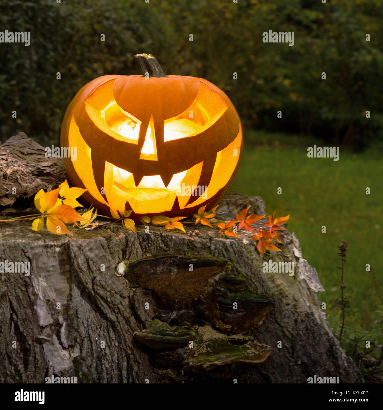 Ivy on tree stump hi-res stock photography and images - Alamy