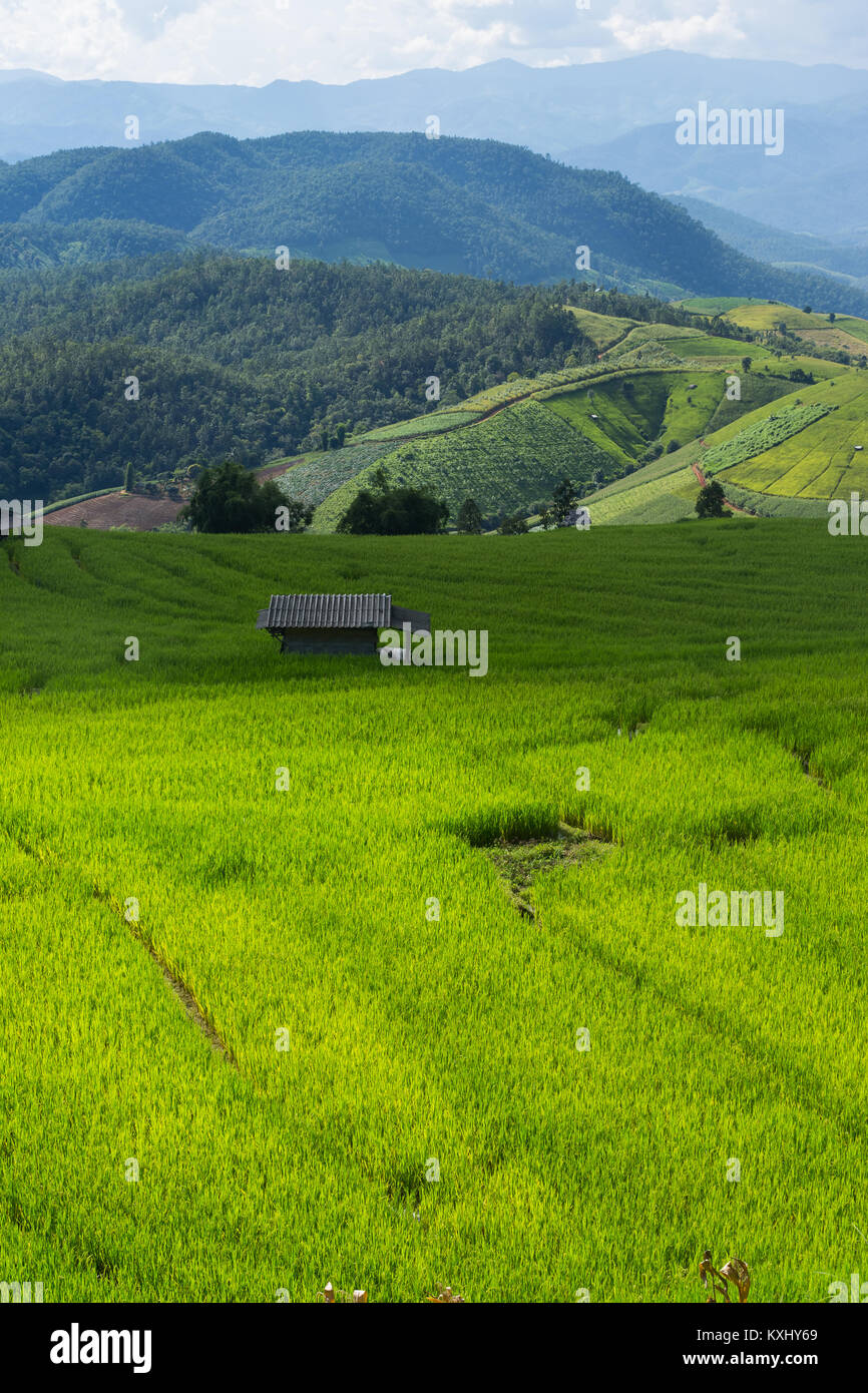 Terrace rice field in north Thailand. Pa Bong Piang rice paddy field in ...