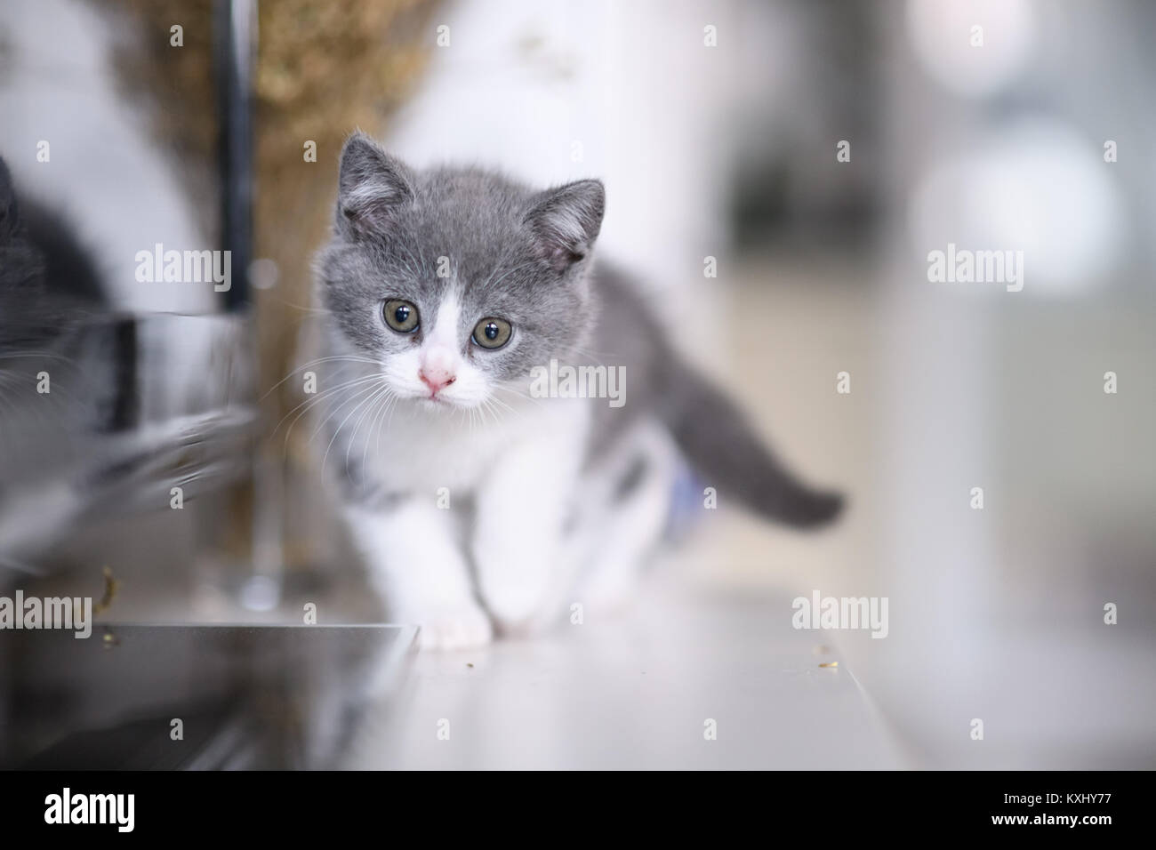 Cute kitten playing indoors Stock Photo - Alamy