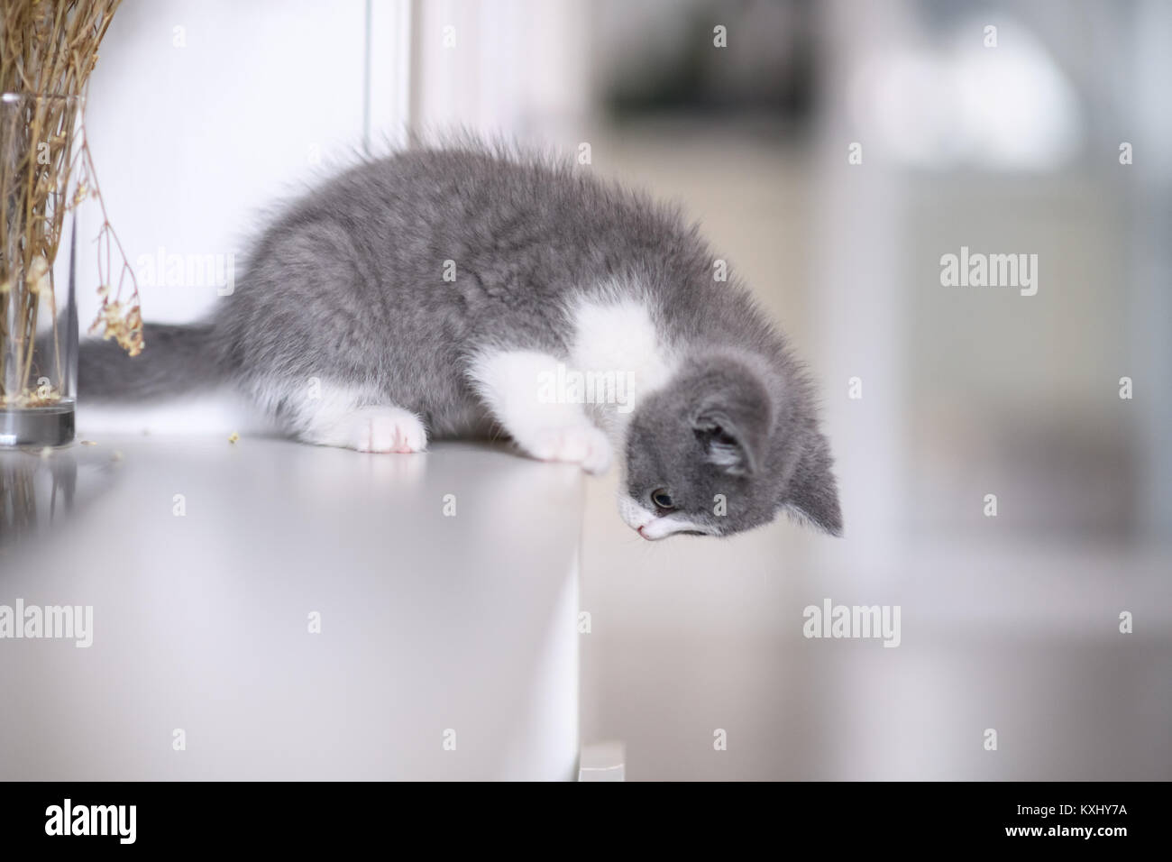 Cute kitten playing indoors Stock Photo - Alamy