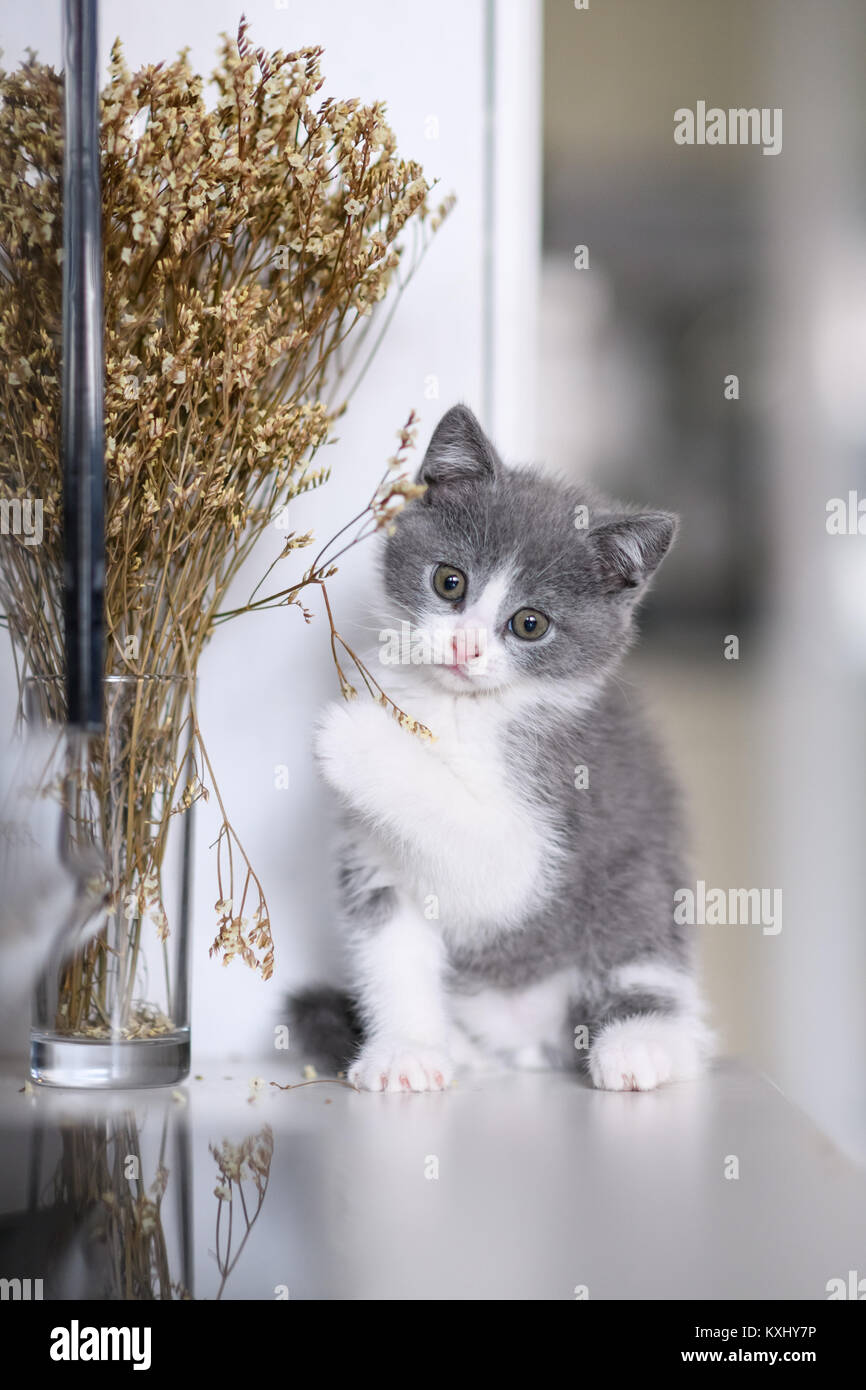 Cute kitten playing indoors Stock Photo - Alamy